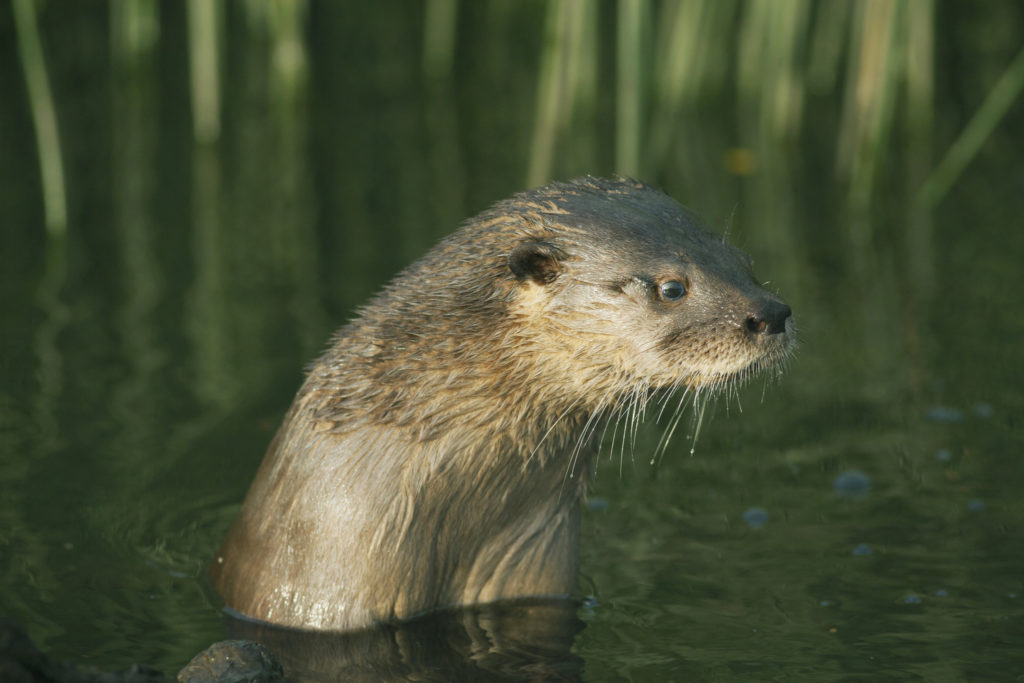 Estudian distribución y hábitat del huillín con miras a su preservación