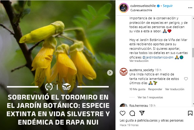 Toromiro: cómo es la planta extinta en Rapa Nui que se salvó en el ...